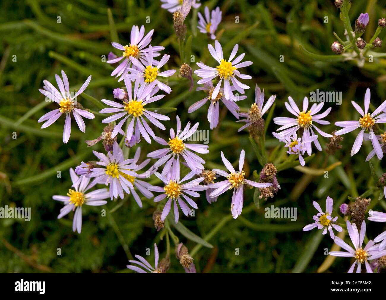 Sea aster flowers (Aster tripolium). This perennial halophytic (salt ...