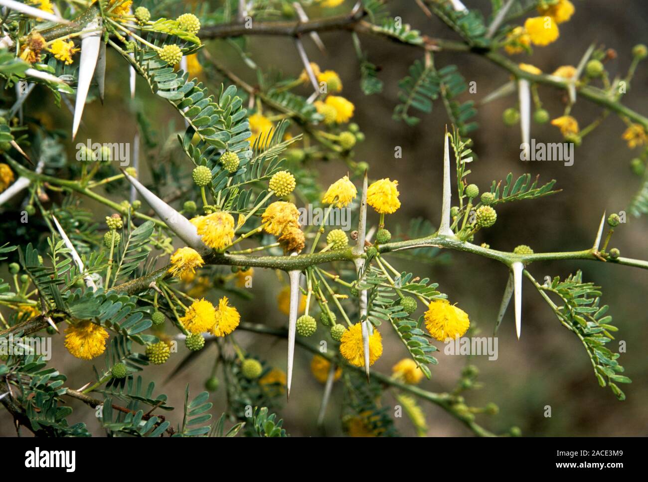 Acacia flowers (Acacia karoo) growing on thorn covered branches ...