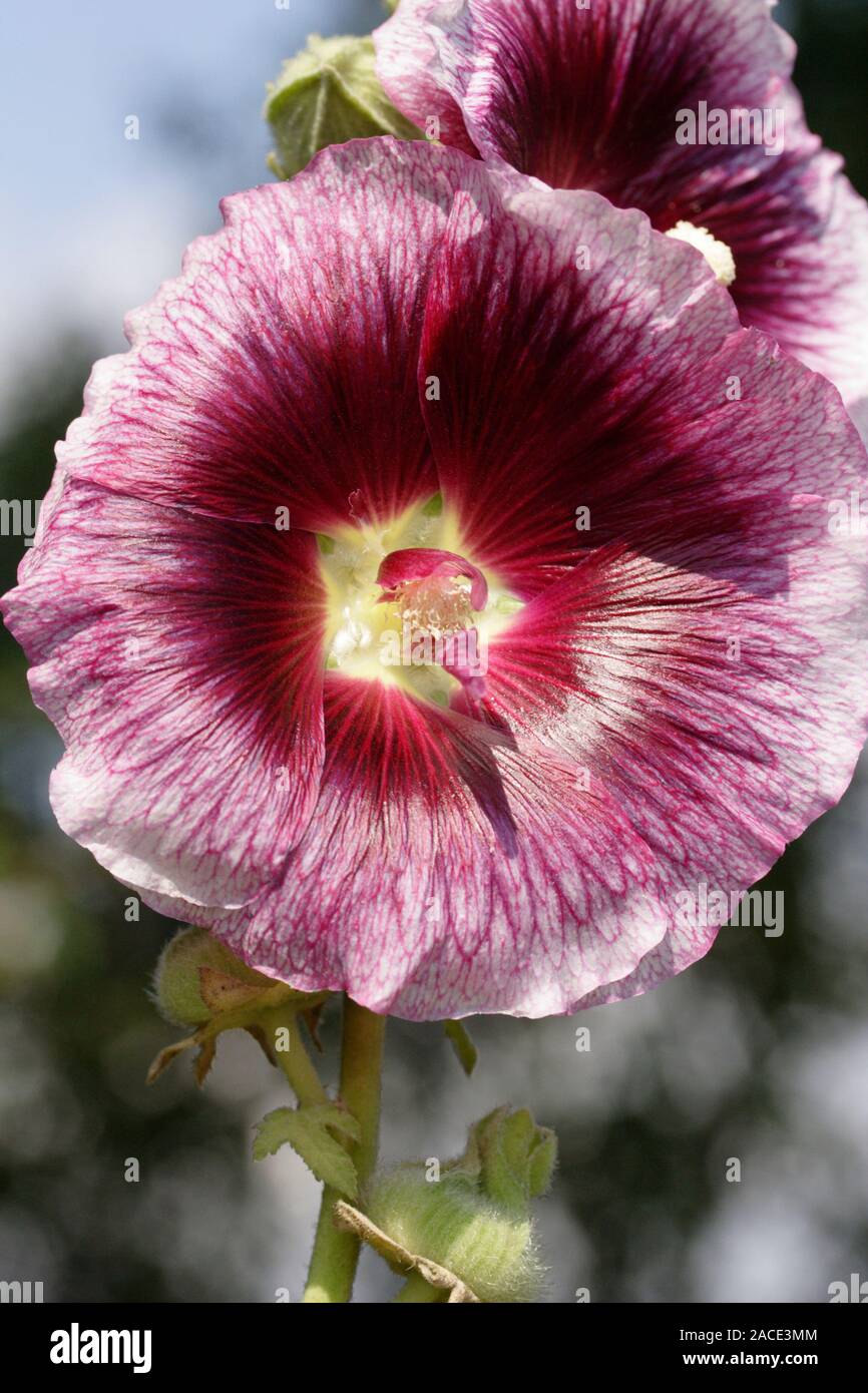 Hollyhock flower (Alcea rosea Stock Photo - Alamy