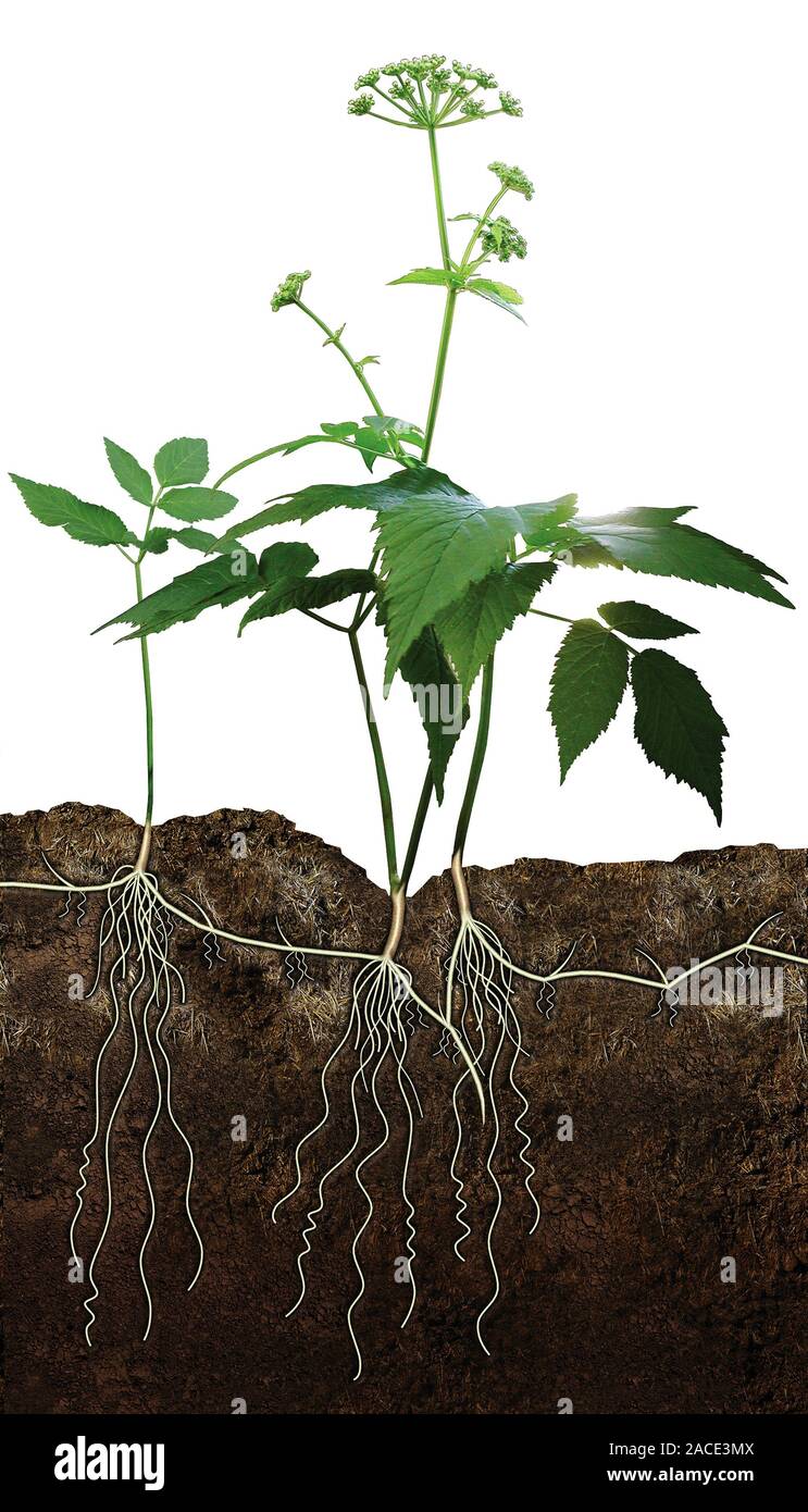 Ground-elder. Computer artwork of a ground-elder plant (Aegopodium ...