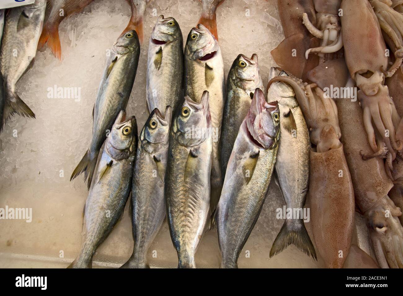 Sea fish on display at a market in Greece. The fish are waiting for ...