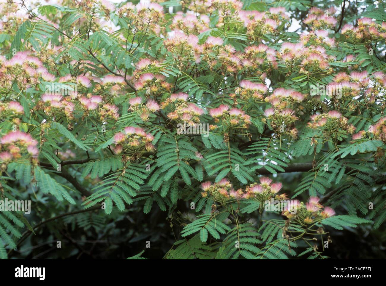 Flowering Persian silk tree (Albizia julibrissin 'Ernest Wilson' Stock ...