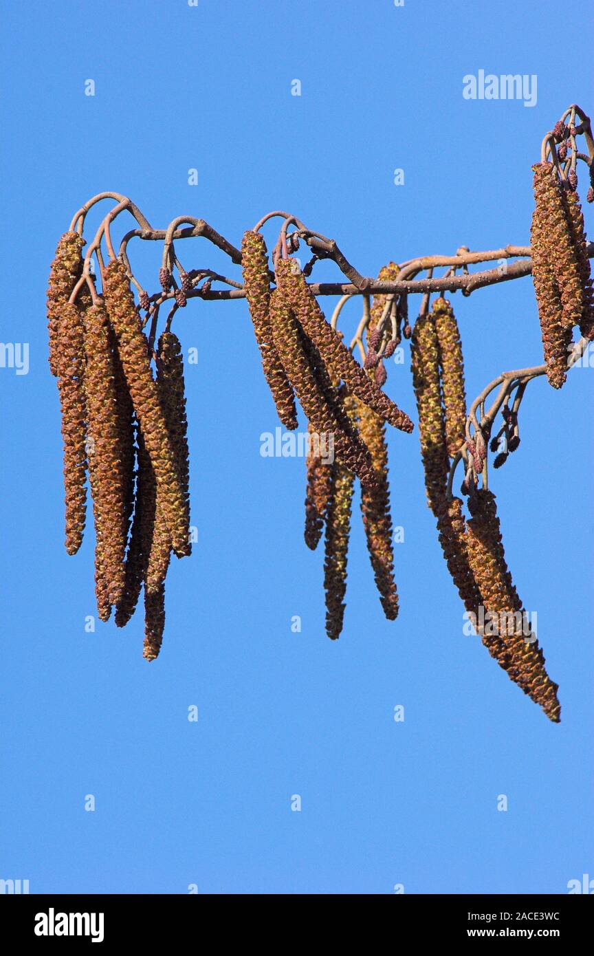 Male alder catkins (Alnus glutinosa). Photographed in the Netherlands ...