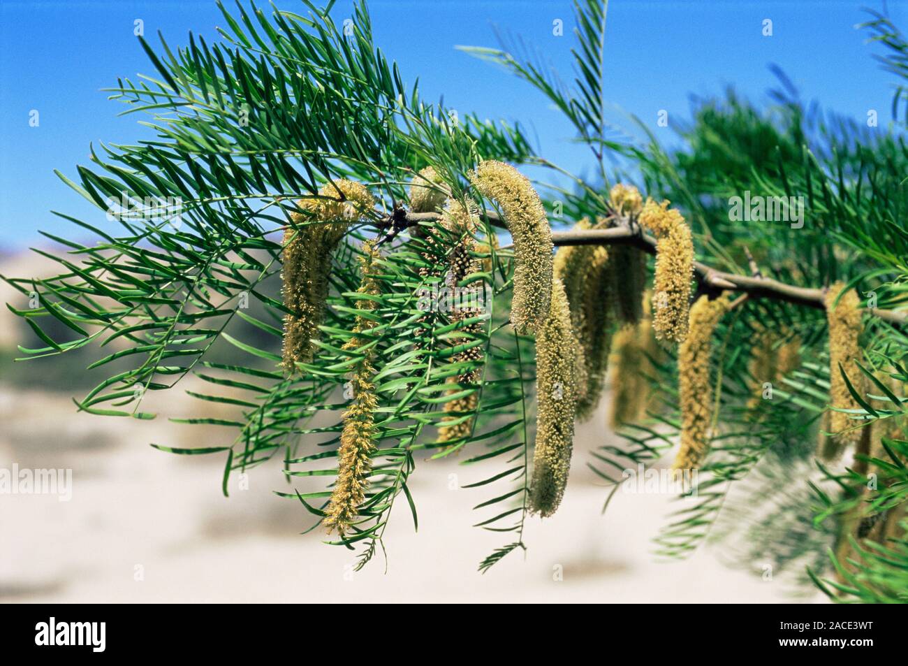 Acacia flowers (Acacia sp.) on their tree. Photographed in Namibia ...