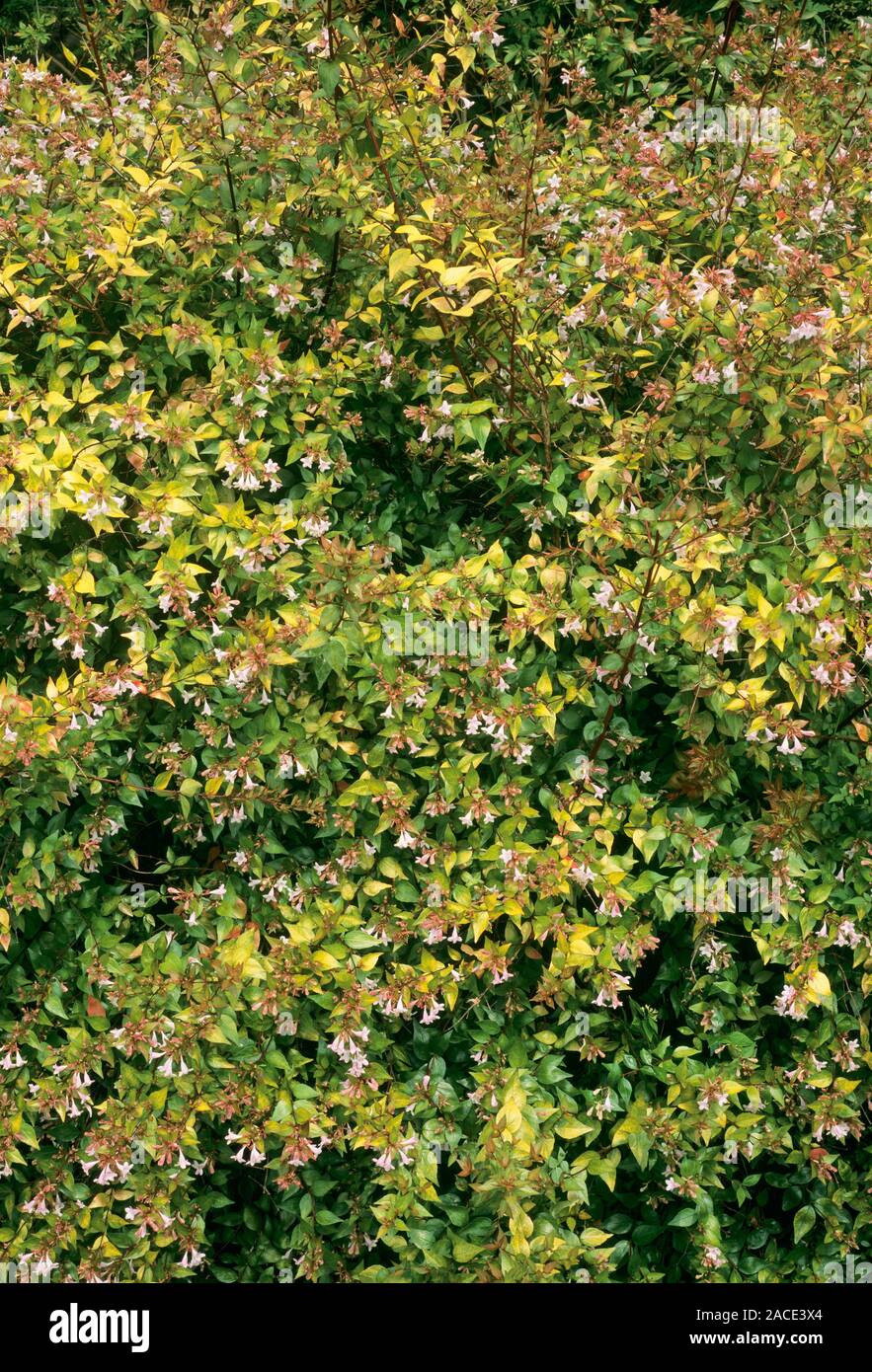 Abelia shrub in flower (Abelia x grandiflora 'Francis Mason ...