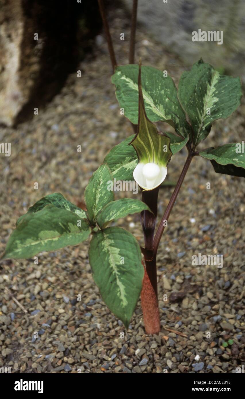 Jack-in-the-pulpit flower (Arisaema sikokianum). This flower is native ...