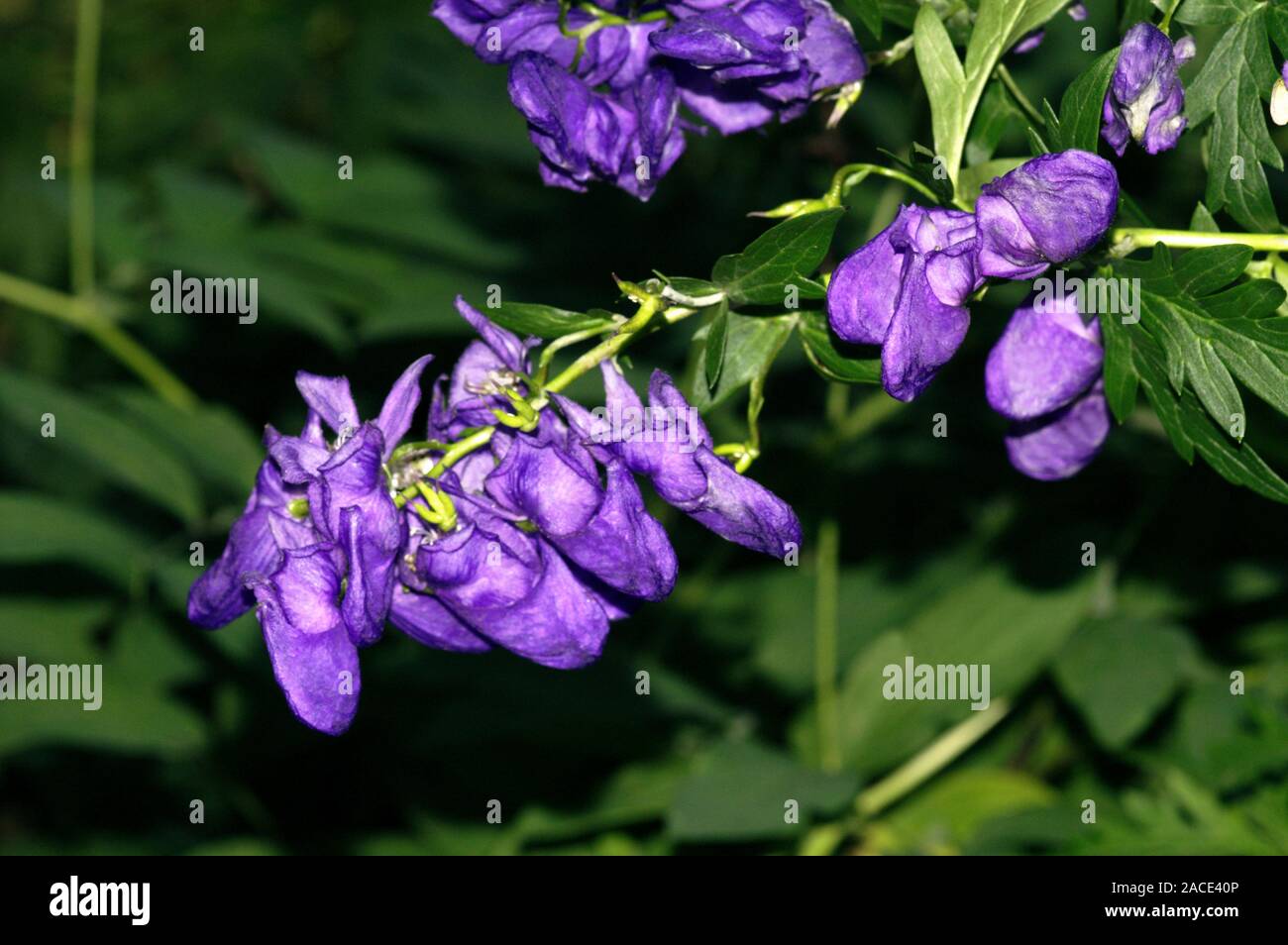 Monkshood flowers (Aconitum variegatum pyrenaica). This plant is ...