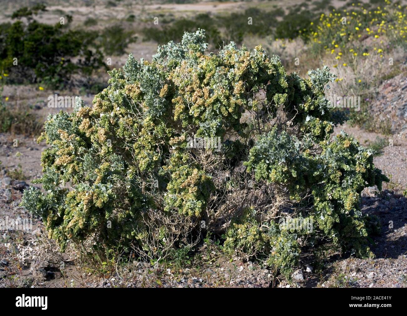 Desertholly plant (Atriplex hymenelytra). Photographed in the USA Stock ...