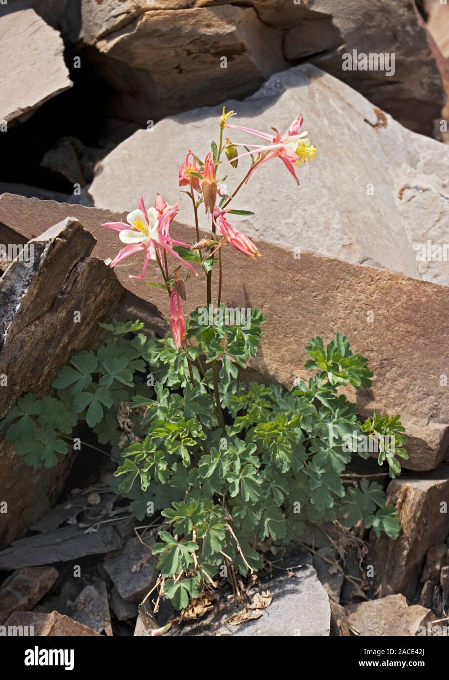 Sierra columbine flowers (Aquilegia pubescens). The pink colour of this ...
