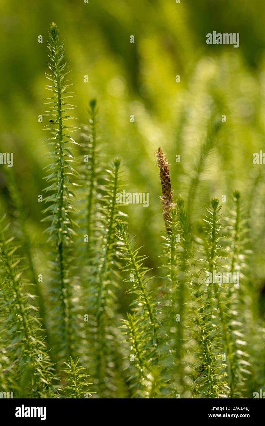 Stiff clubmoss or Interrupted club-moss - Lycopodium annotinum - in the ...