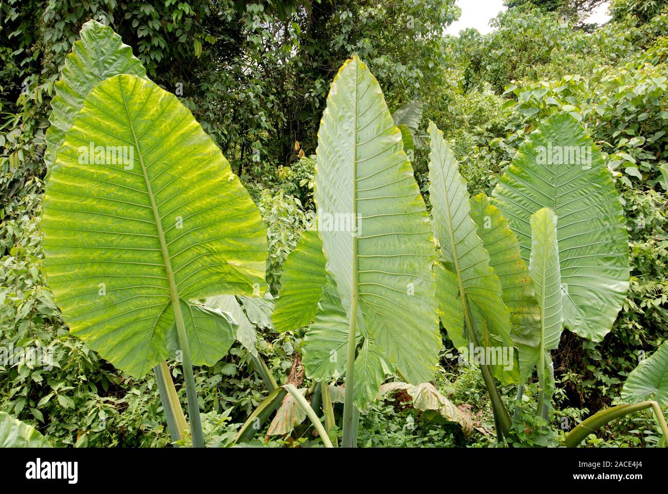 Aroid plants (Alocasia sp.). Photographed in Sabah, Malaysian Borneo ...