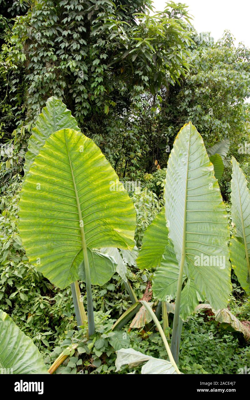 Aroid plants (Alocasia sp.). Photographed in Sabah, Malaysian Borneo ...