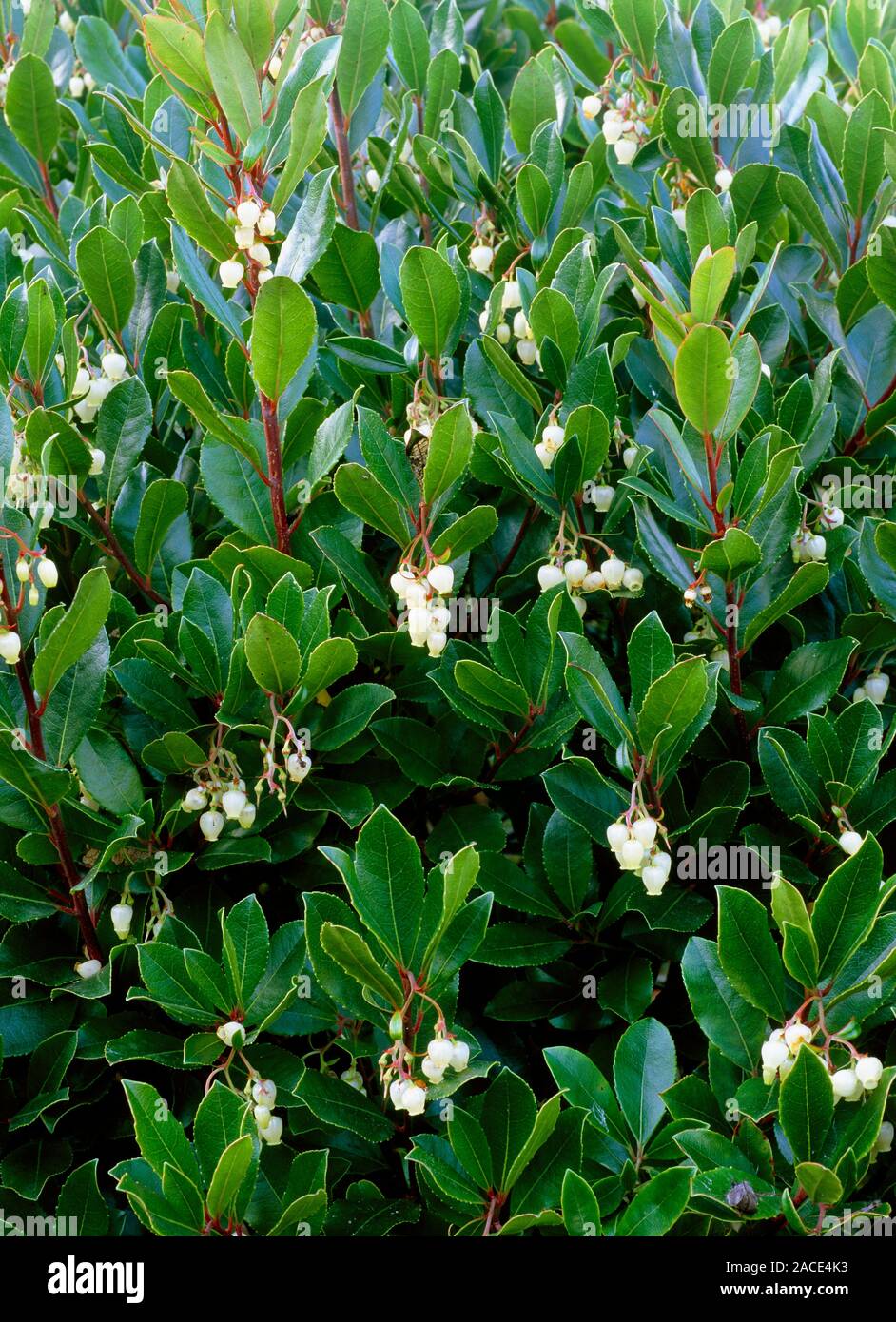 Strawberry tree (Arbutus unedo) in flower Stock Photo - Alamy