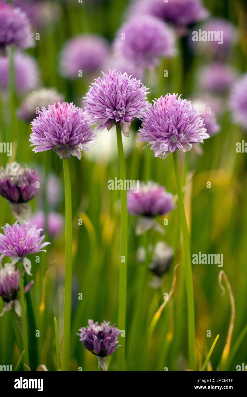 Chives in flower (Allium schoenoprasum). Photographed wild in Sweden ...