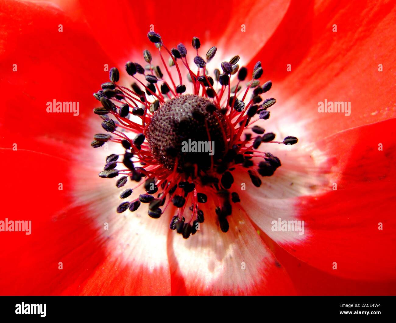 Poppy anemone flower (Anemone coronaria 'De Caen'), showing many ...