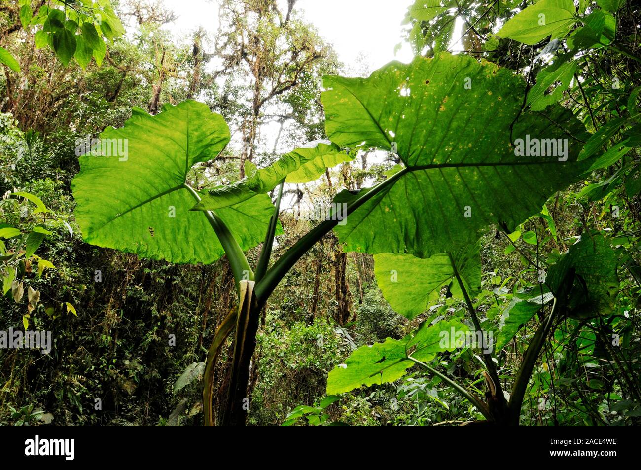 Aroids growing in a rainforest. Aroids (family Araceae, centre) are ...