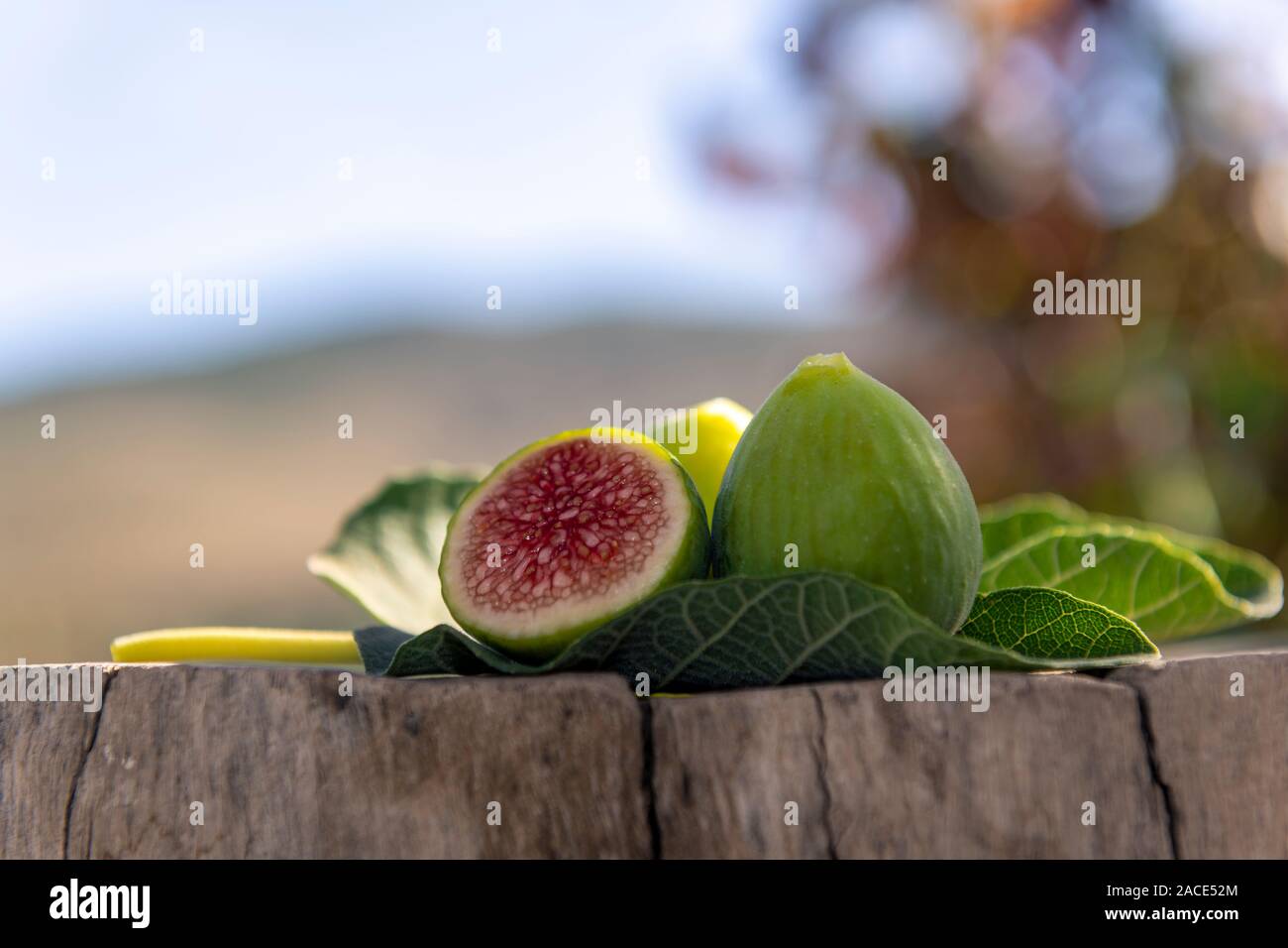 Fig tree leaf hi-res stock photography and images - Alamy