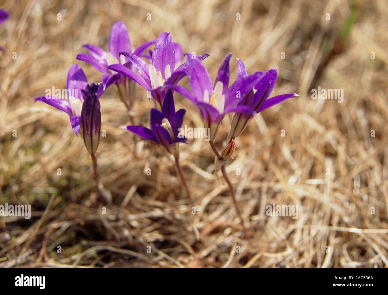 Brodiaea coronaria. Harvest Brodiaea delicate purple flowers native ...