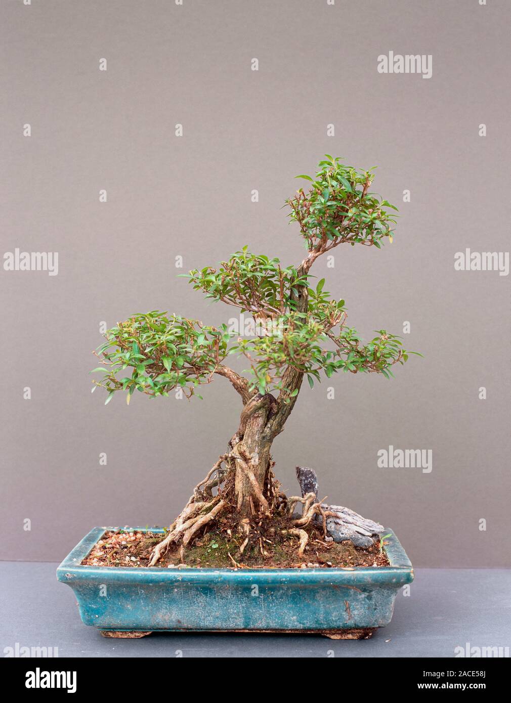 BONSAI Serissa foetida. Native to CHina Japan and southern Asia Known ...