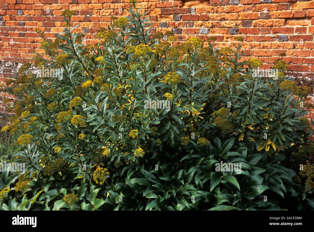 Shrubby hare's ear (Bupleurum fruticosum) flowers and foliage Stock ...
