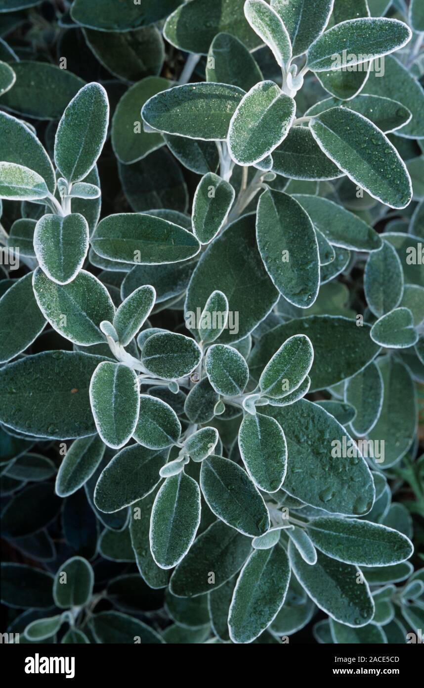Brachyglottis foliage (Brachyglottis Dundedin Group 'Sunshine'). This ...