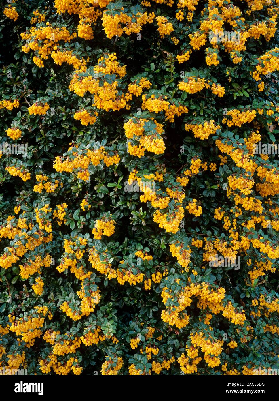 Berberis shrub (Berberis darwinii) in flower. This plant has been ...