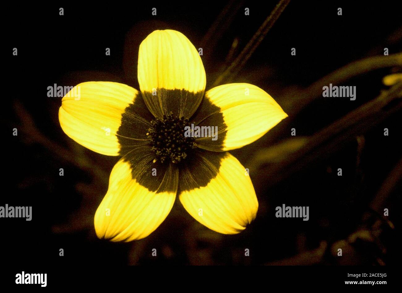 Golden eye in UV light. Coloured photograph of golden eye (Bidens ...