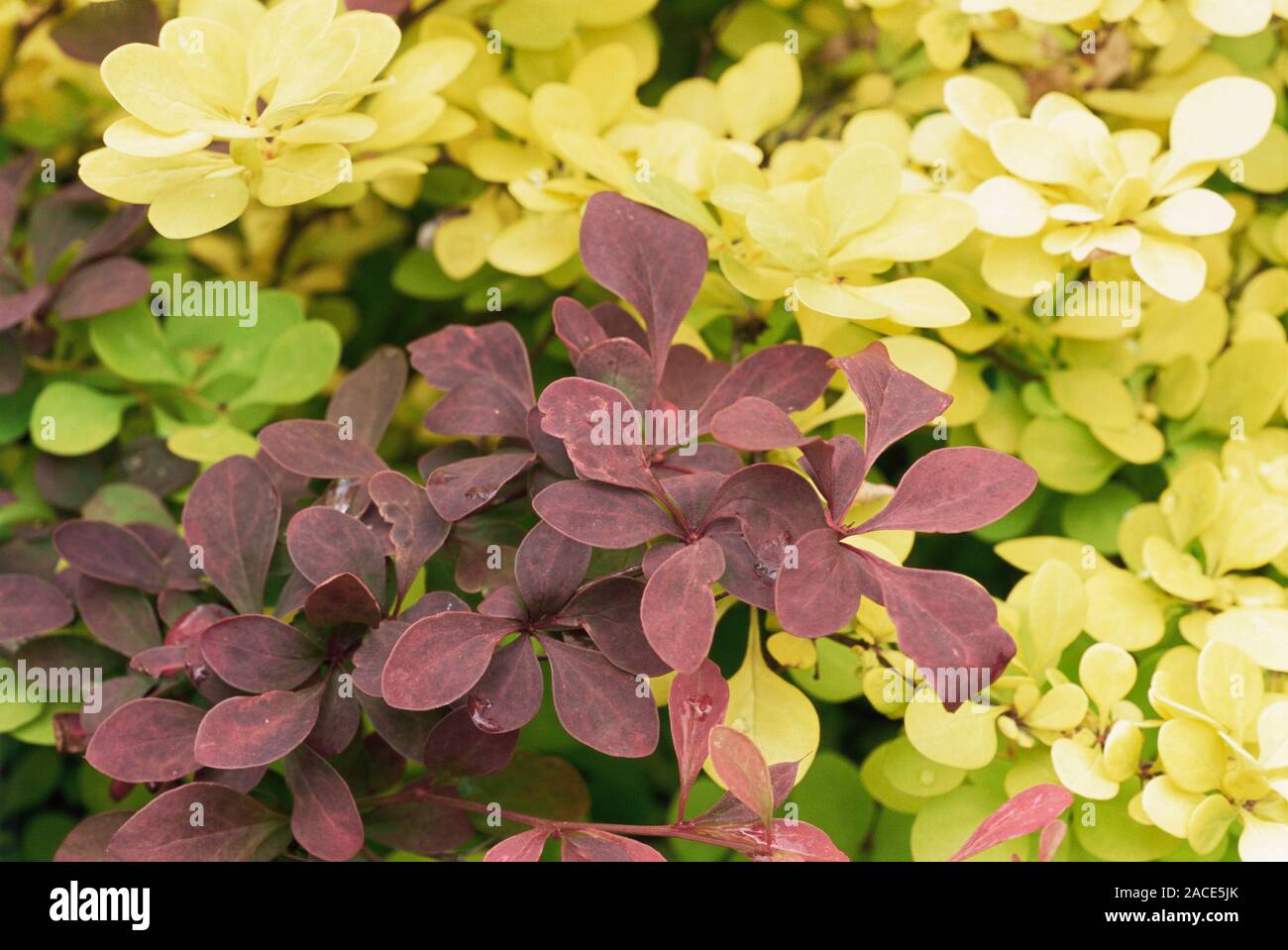 Golden Japanese barberry leaves (Berberis thunbergii 'Aurea'), yellow ...