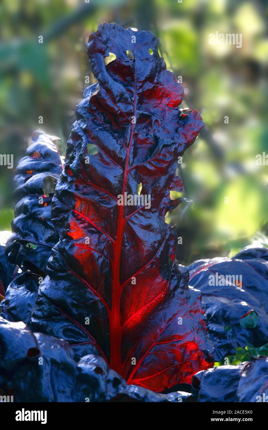 Swiss chard (Beta vulgaris cicla 'Bull's Blood') in a garden. This ...