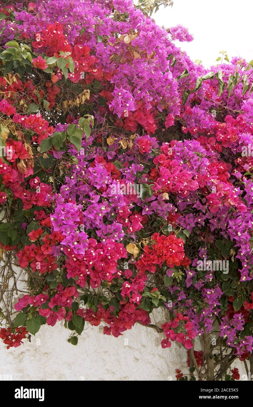 Bougainvillea flowers (Bougainvillea 'Elizabeth Angus' and 'Barbara ...