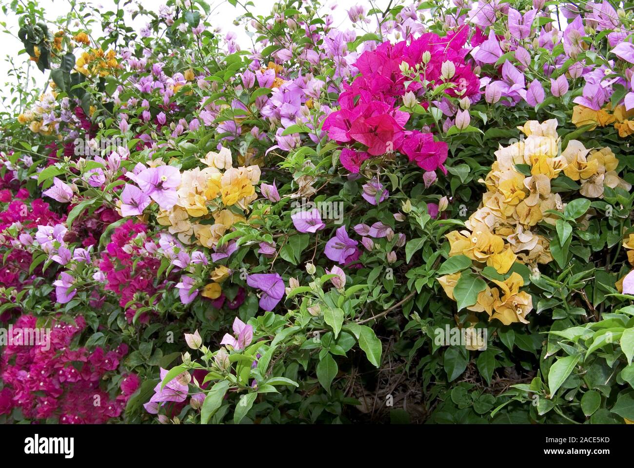 Mixed Bougainvillea flowers (Bougainvillea 'Show Lady', 'Lady Mary ...