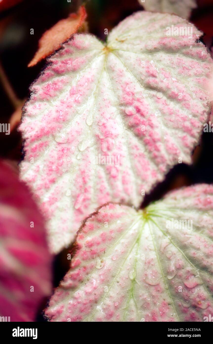 Begonia leaves (Begonia incarnata x pustulata 'Two Face' Stock Photo ...