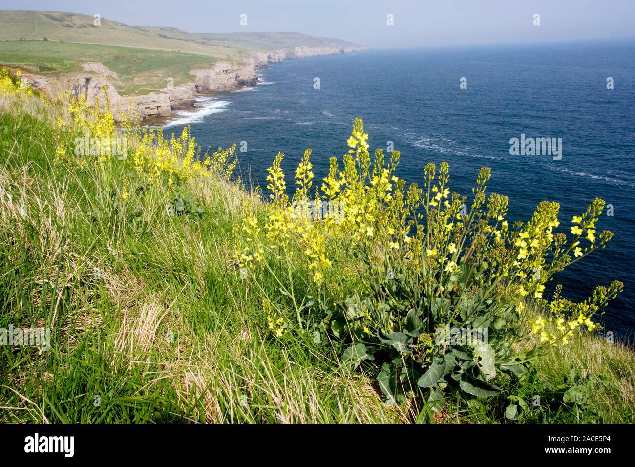 Wild cabbage flowers (Brassica oleracea, yellow) on the coastal cliffs ...