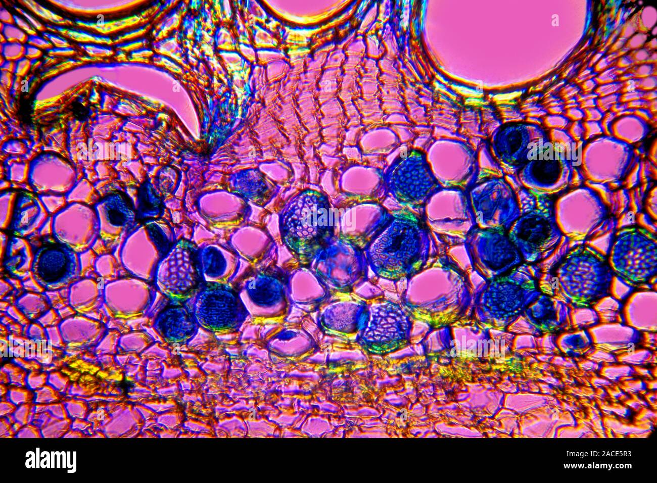 Cucumber vascular bundle. Light micrograph of a cross section through a ...