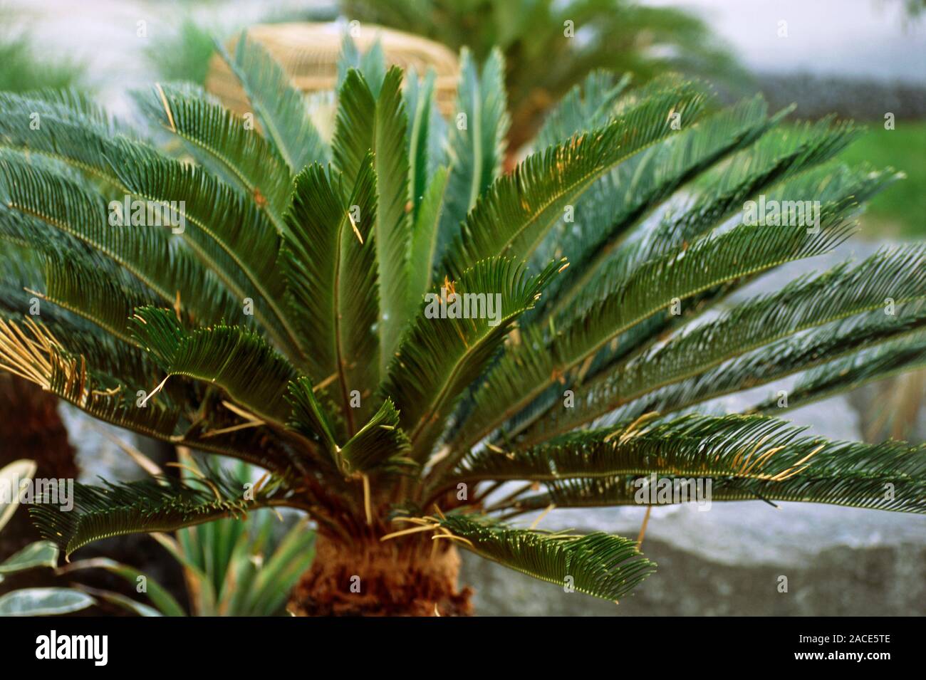Sago palm (Cycas revoluta), a Cycad with edible starchy pith Stock ...