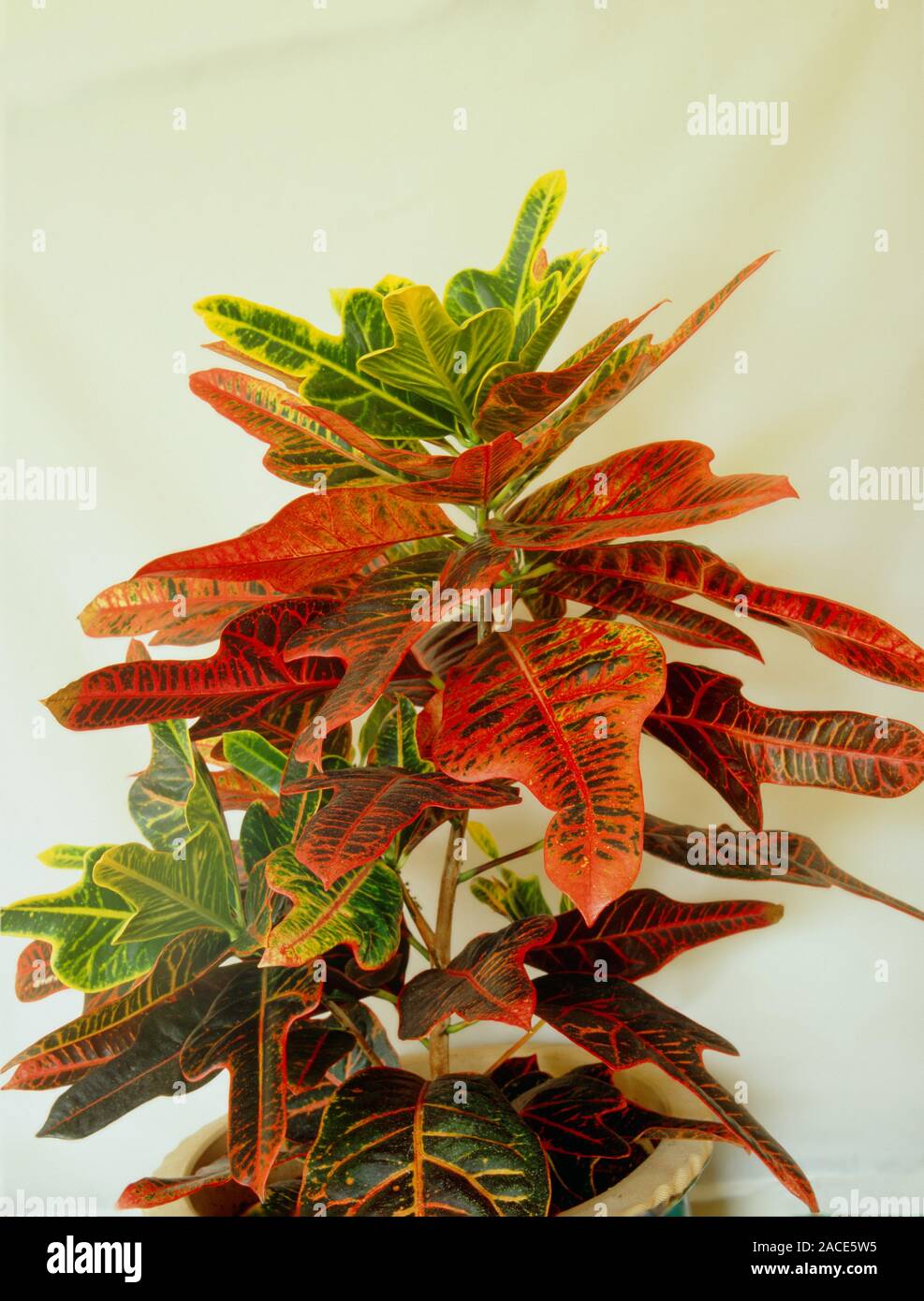 Croton foliage (Codiaeum variegatum) of house plant Stock Photo - Alamy
