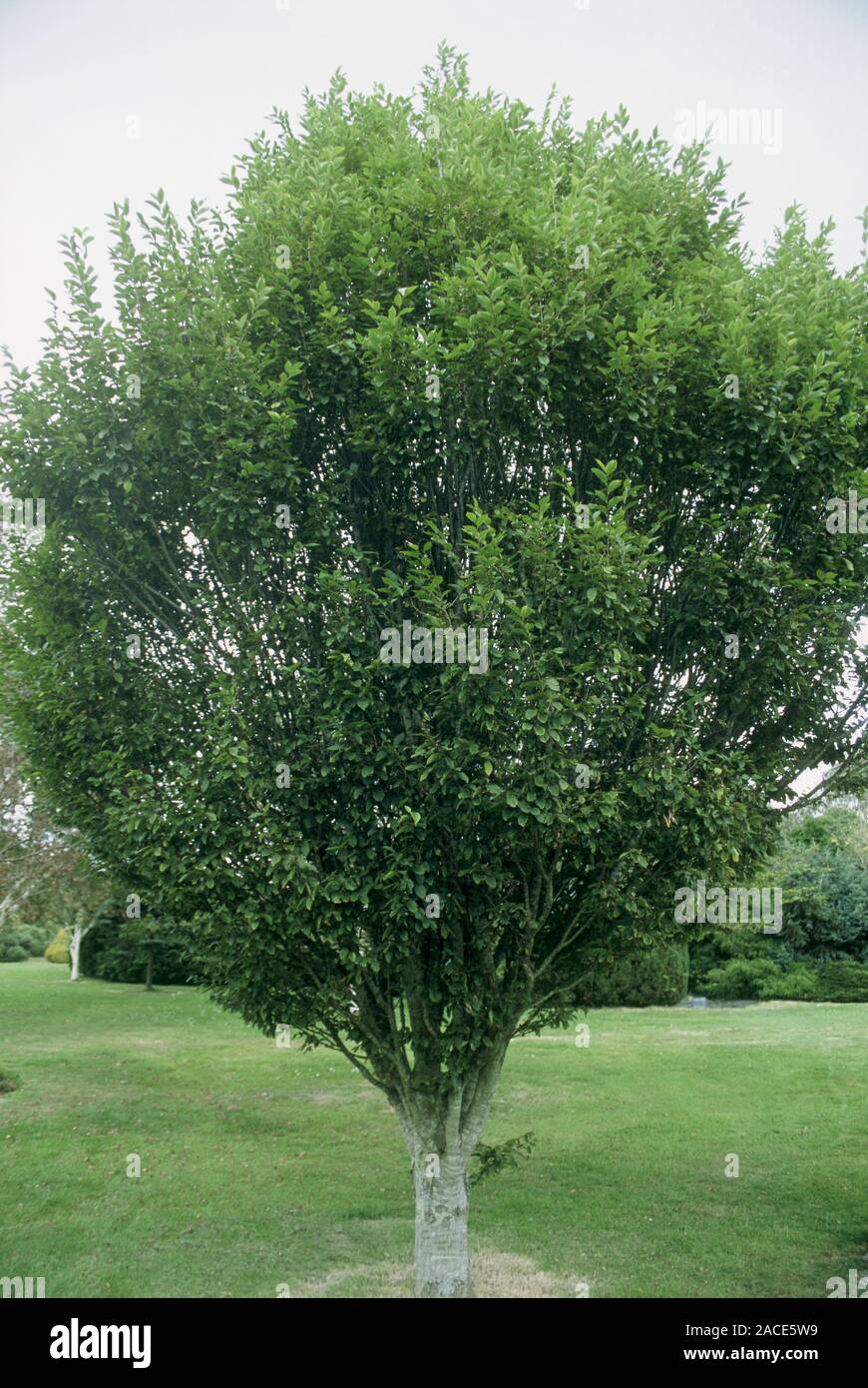 Hornbeam (Carpinus betulus COLUMNARIS Stock Photo - Alamy