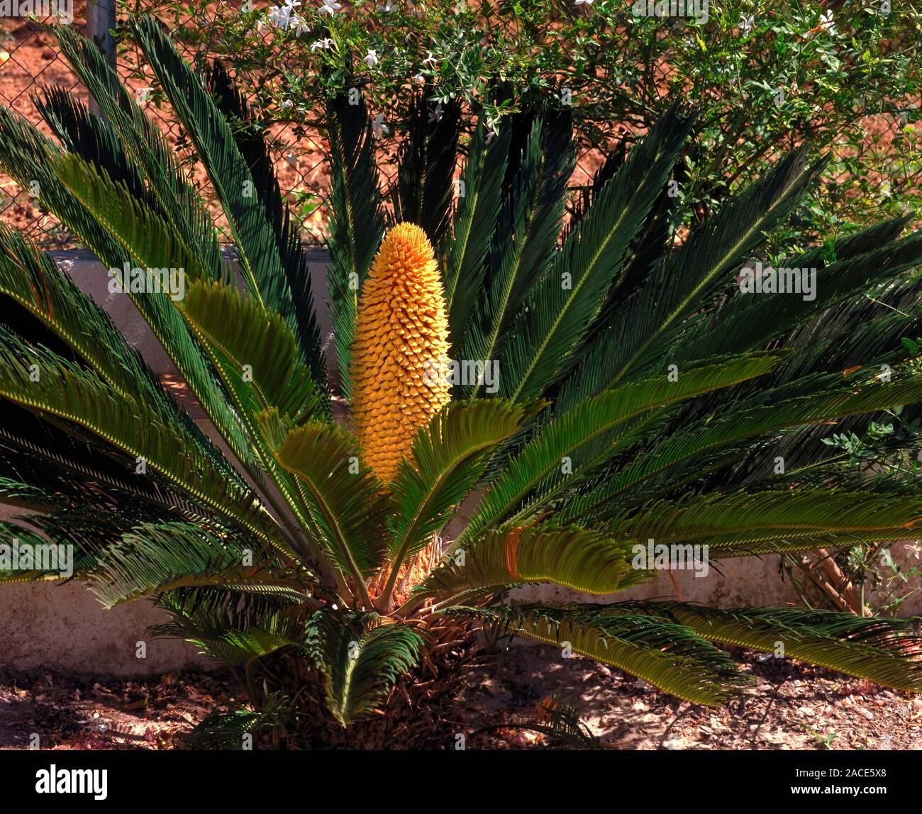 Cycas revoluta palm in flower, in a border Stock Photo - Alamy
