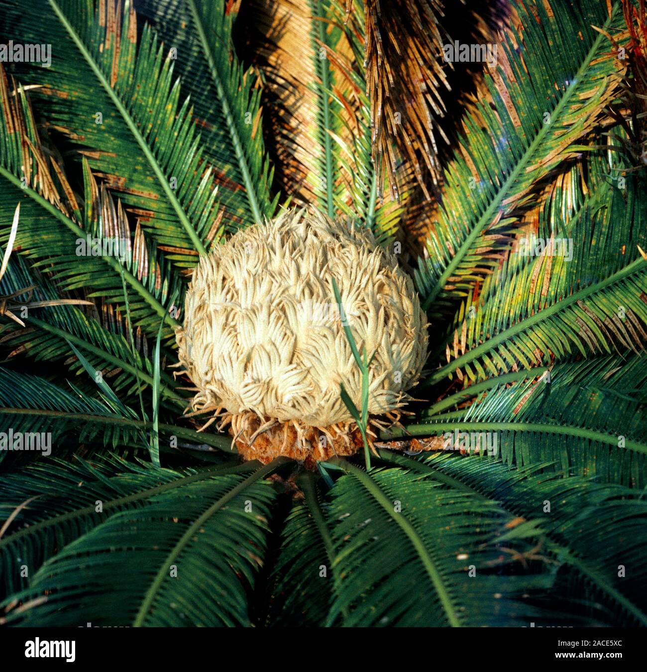 Cycas revoluta flower, developing in centre of fronds Stock Photo - Alamy