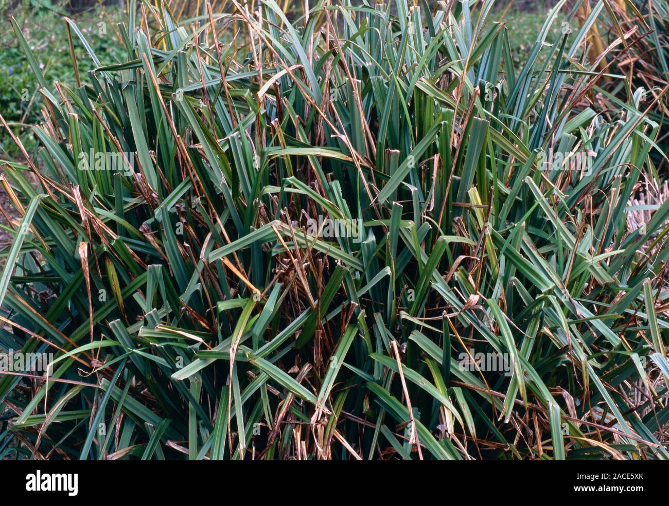 Pendulous sedge (Carex pendula Stock Photo - Alamy