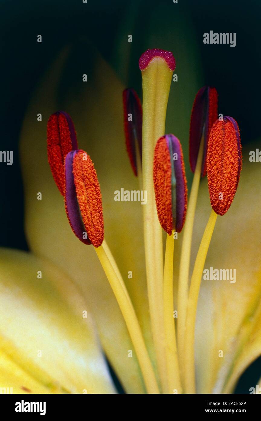 Lilium anthers with stigma and style Stock Photo - Alamy