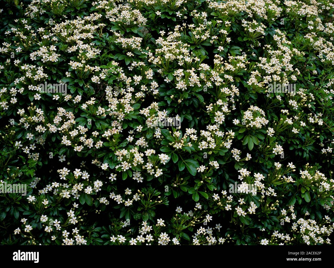 Mexican Orange Blossom (Choisya ternata Stock Photo - Alamy