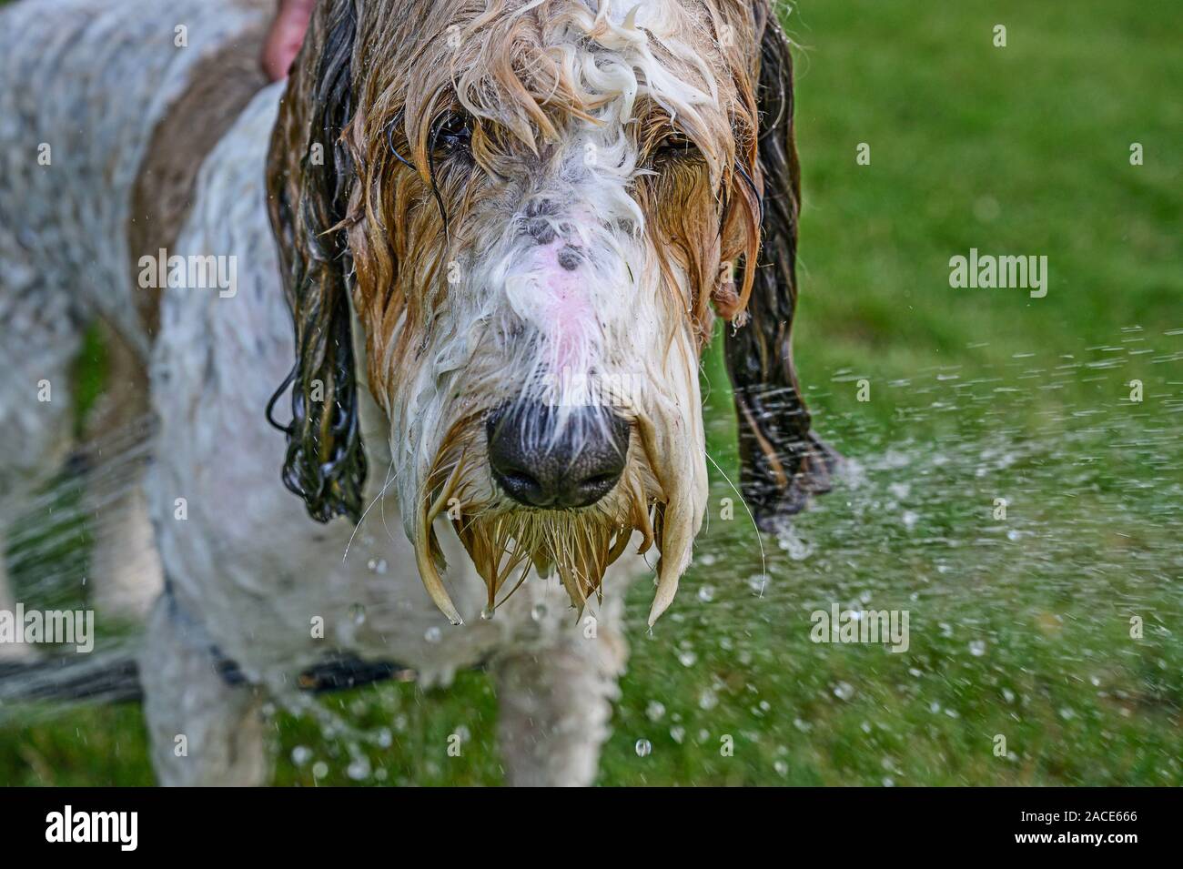 Cleaning shower hose hi-res stock photography and images - Alamy