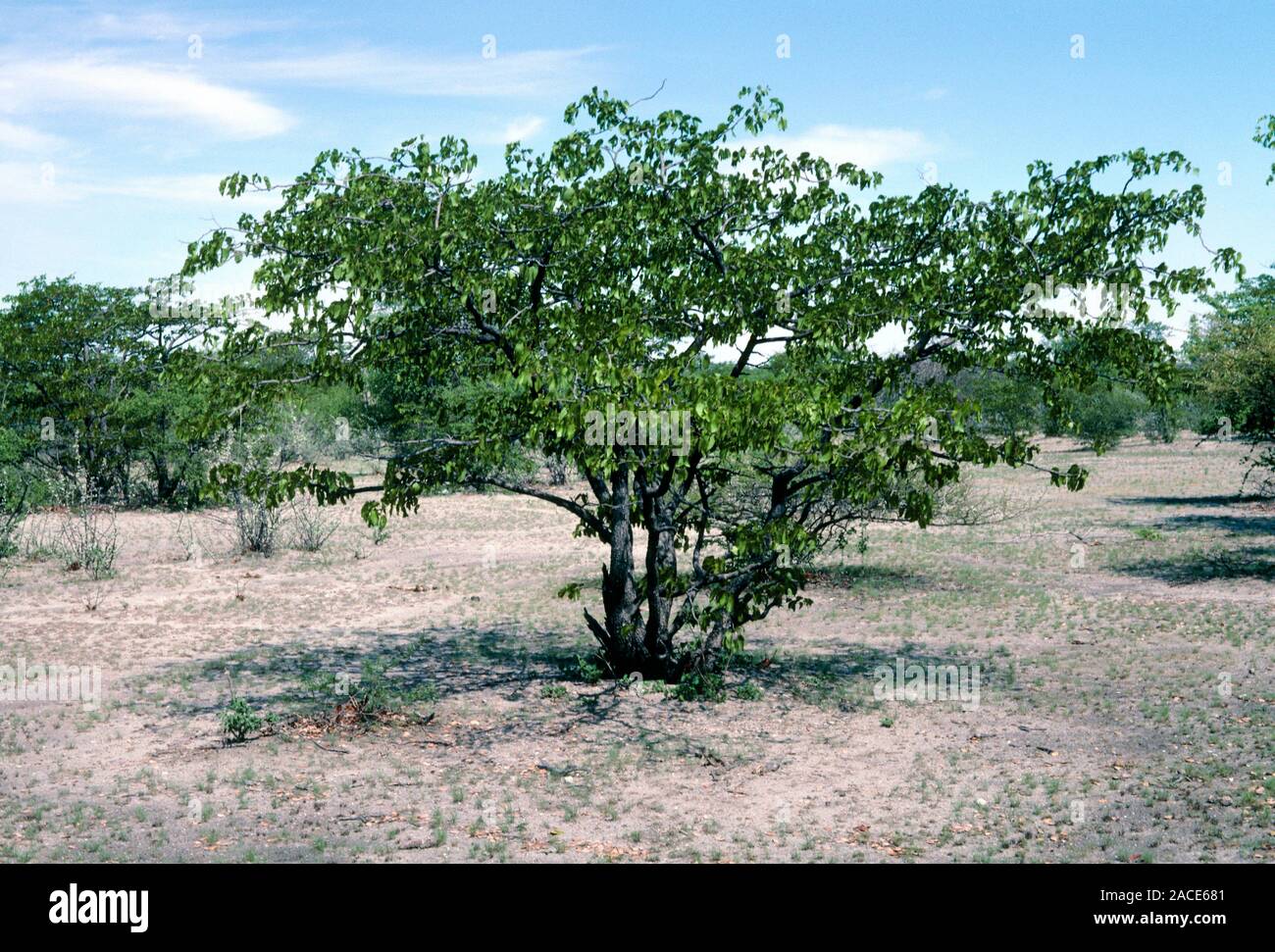 Colophospermum mopane. Mopane whole tree in natural habitat Botswana ...