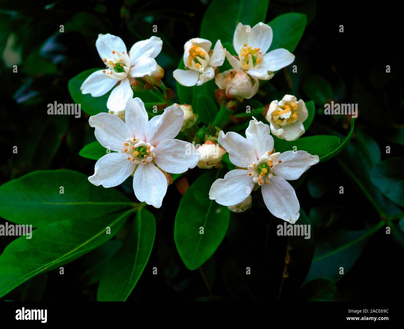 Mexican Orange Blossom (Choisya ternata Stock Photo - Alamy
