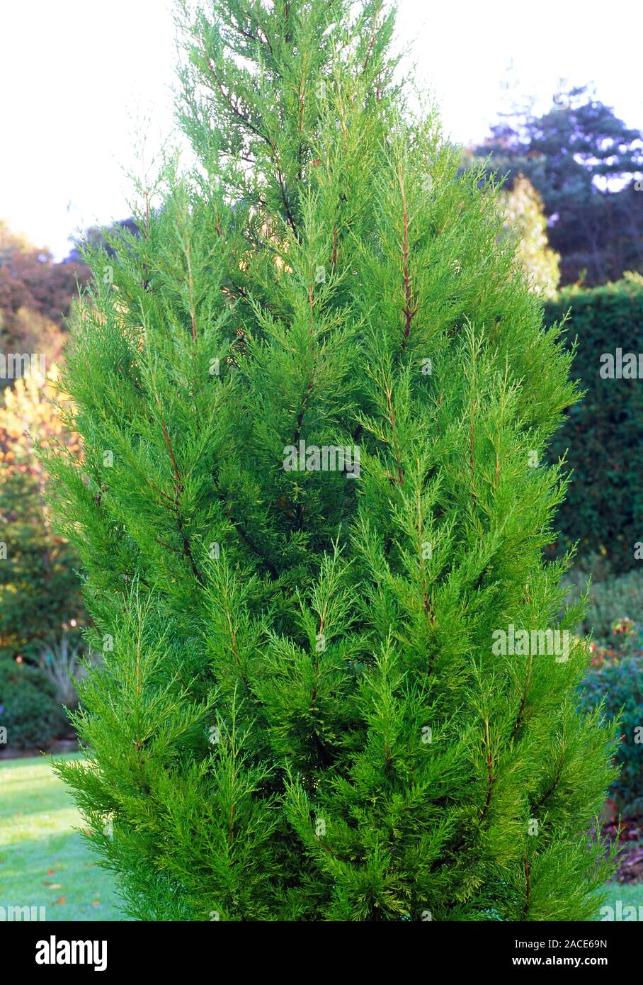 Cupressus macrocarpa GOLDCREST. Columnar conifer close up Monterey ...