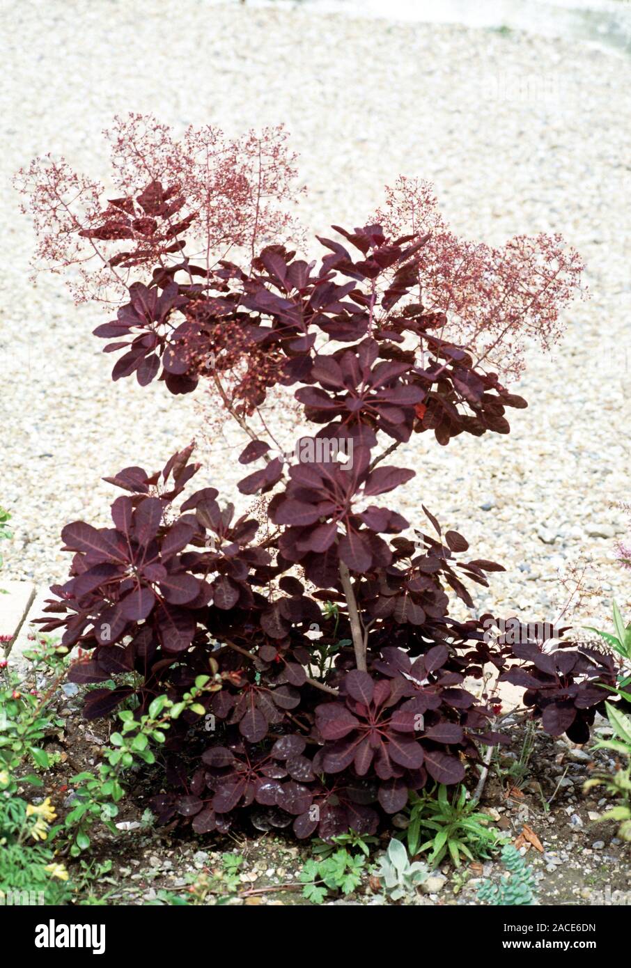 Cotinus coggyria ROYAL PURPLE. Smoke bush ROYAL PURPLE whole plant in ...