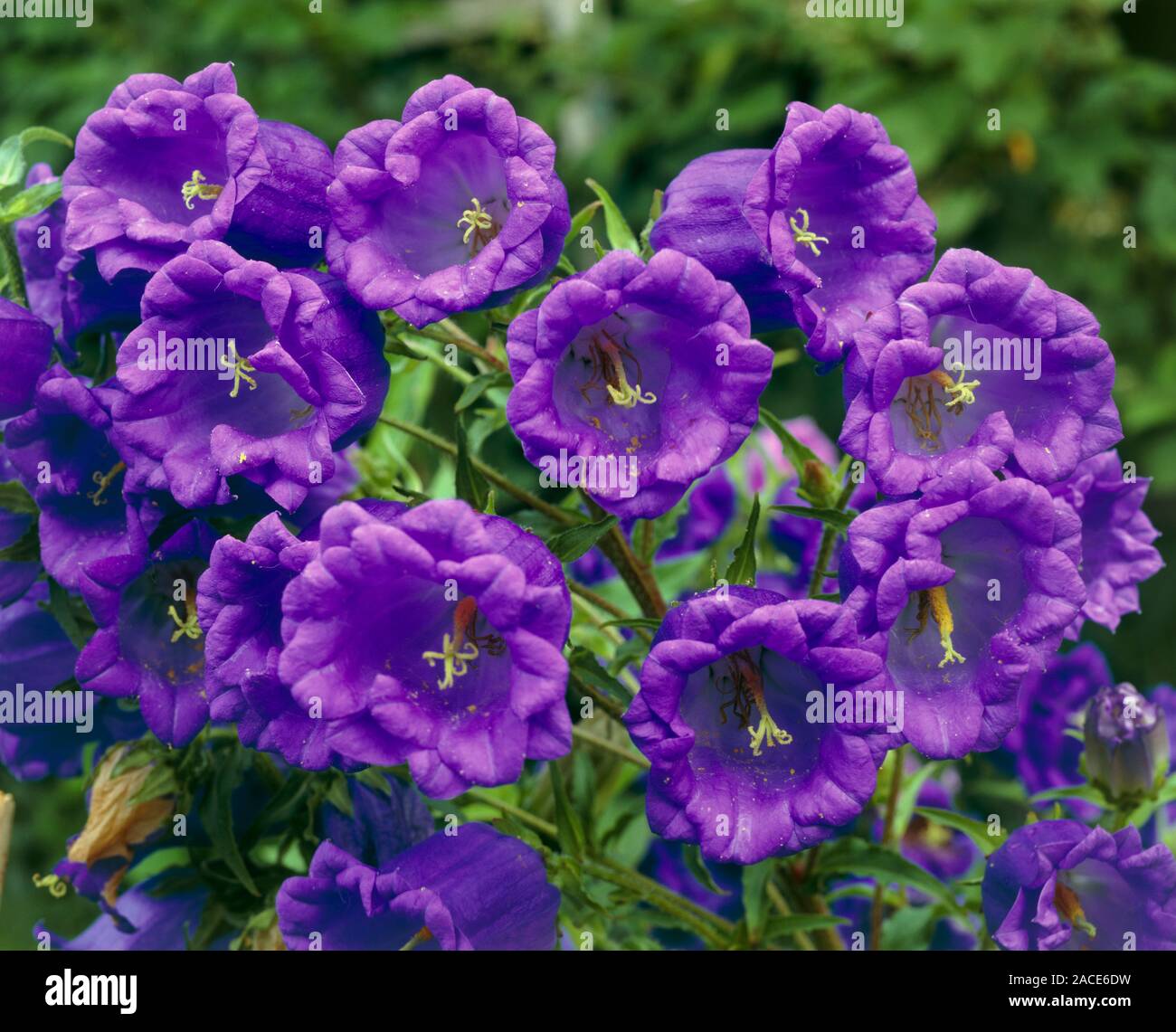 Campanul medium. Mass of deep purple flowers Christer Andreason TPS ...