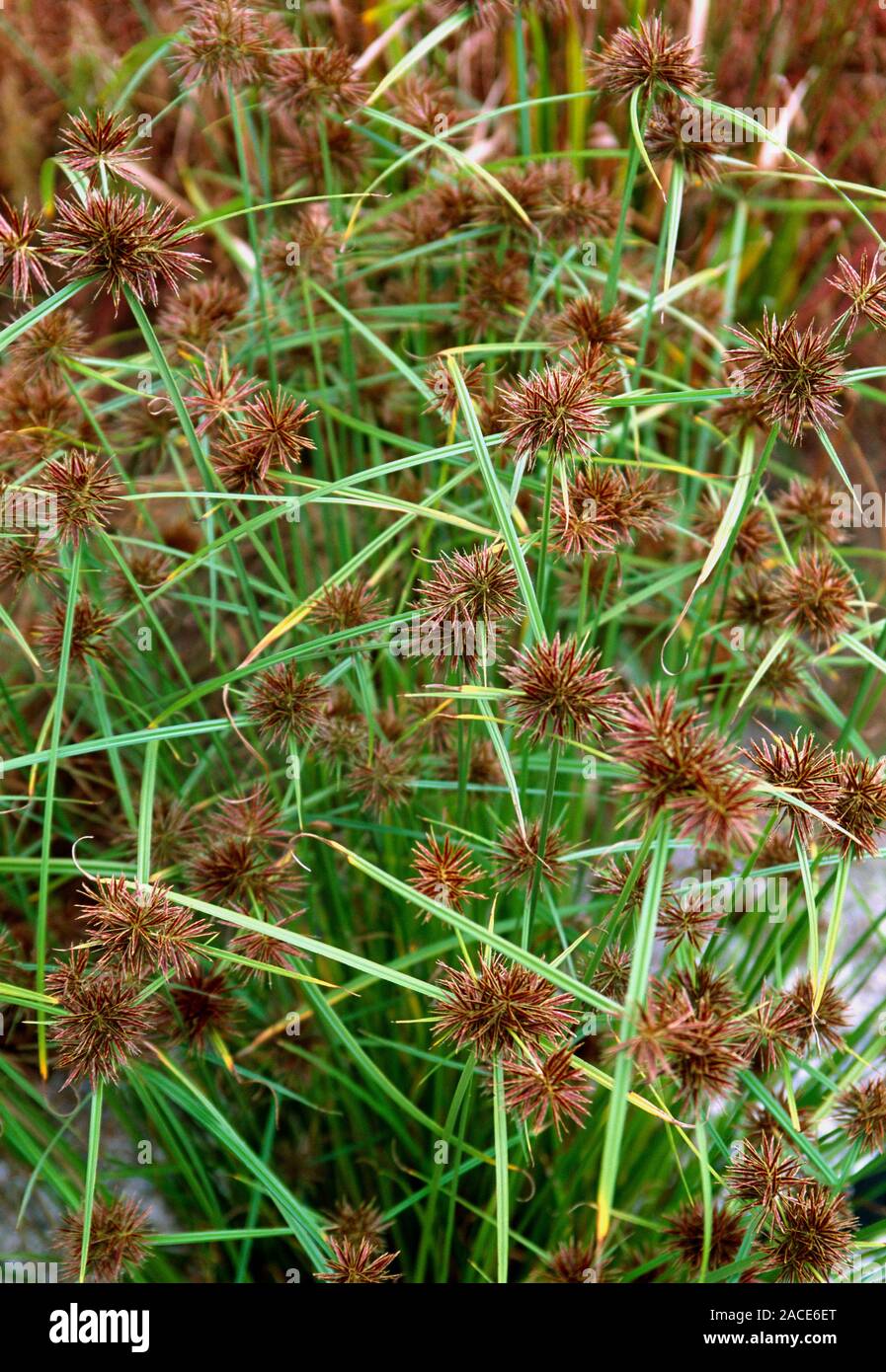 Cyperus papyrus 'Nanus'. Cyperus papyrus 'Nanus' Stock Photo - Alamy