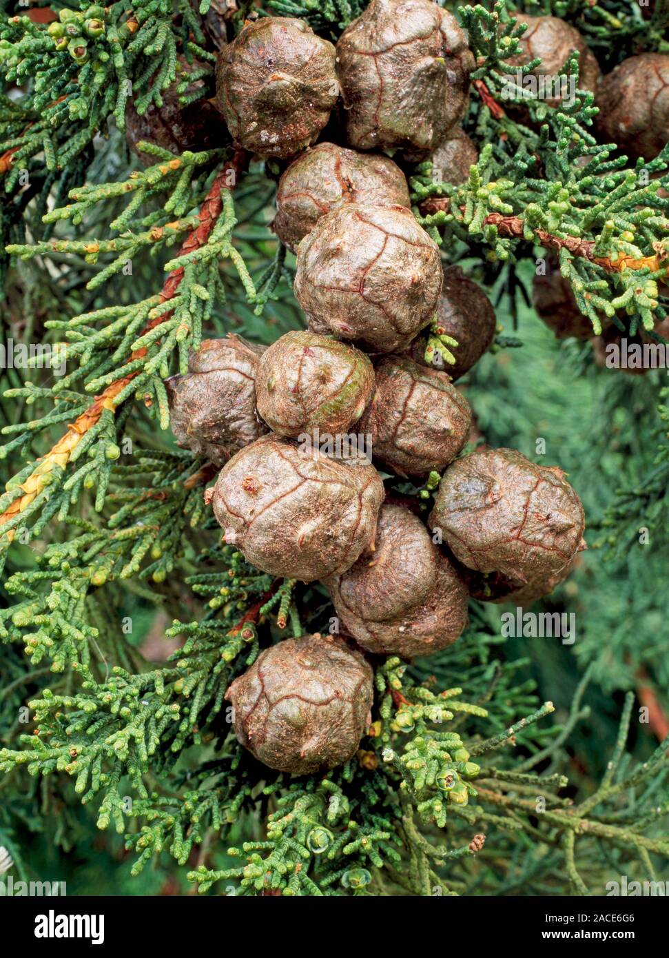 Monterey Cypress (Cupressus macrocarpa Stock Photo - Alamy